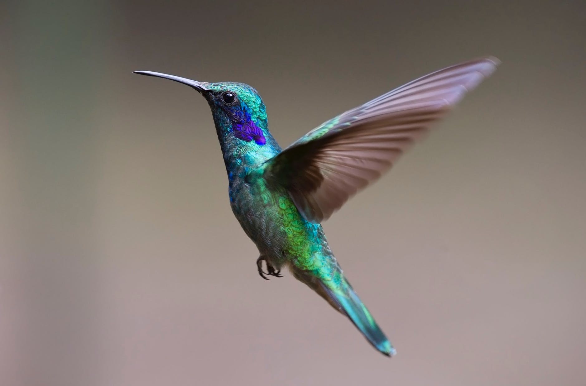 Understanding Hummingbird Energetic Strategies Using Stable Isotopes ...